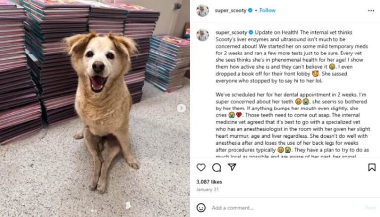 45 Must-Follow Pet Influencers (Dogs, Cats & More) in 2025